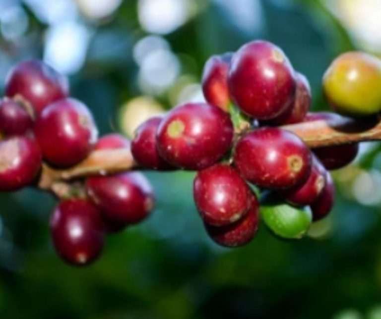 What's the deal with geisha coffee