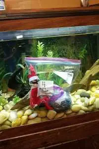 29 Quick and Easy Elf on the Shelf Ideas to Delight Your Family This ...